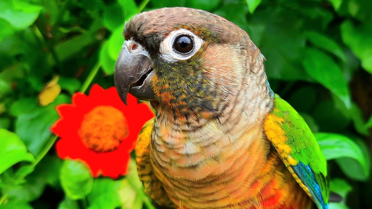 I sing to the flowers ! green cheek conure parrot bird sounds. - YouTube
