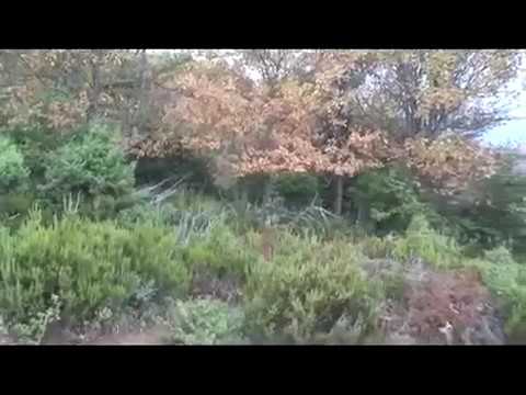 Kopayla Tavşan Avı Videosu