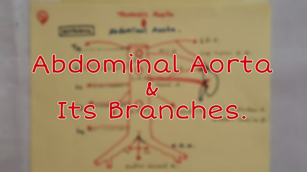 Abdominal Aorta & Its Branches। Anatomy Drawing। Easy।। Bangla - YouTube