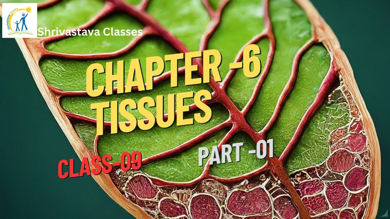 Tissues | Plant Tissue, Meristematic Tissue & Types | Chapter 6 | Class ...