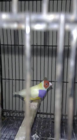 lutino gouldian blue split male#gouldian #gouldianfinch # ...