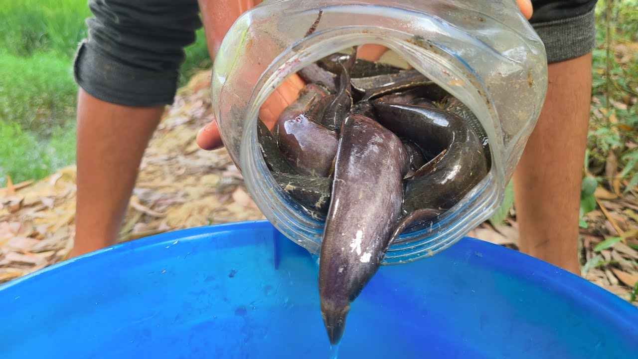 Bottle Fishing l Boy Catching Catfish Using Bottle Fish Trap - YouTube