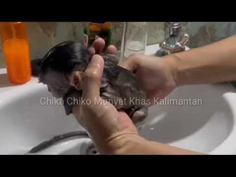 Chika Lagi Mandi (Bathe) @yulianaalfarida@arkancamp6964  #monyet #kalimantan #babymonkey #bathe