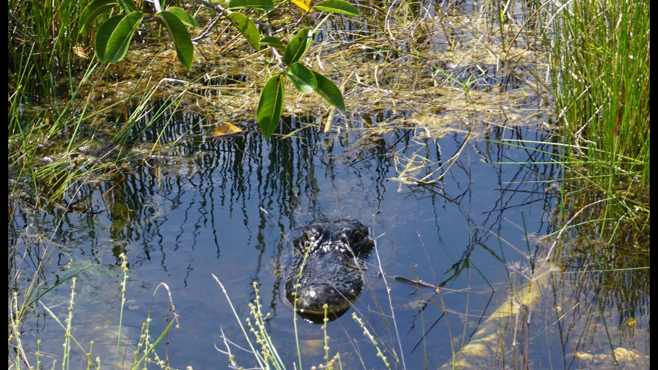 Alligator at Everglades National Park (clip) - YouTube