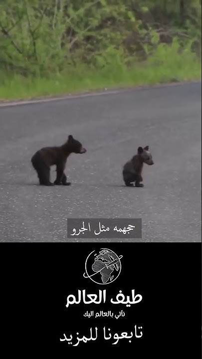 اطفال الدب يلعبون في وسط الطريق و الام تراقب طيف العالم دب Bear Fyp