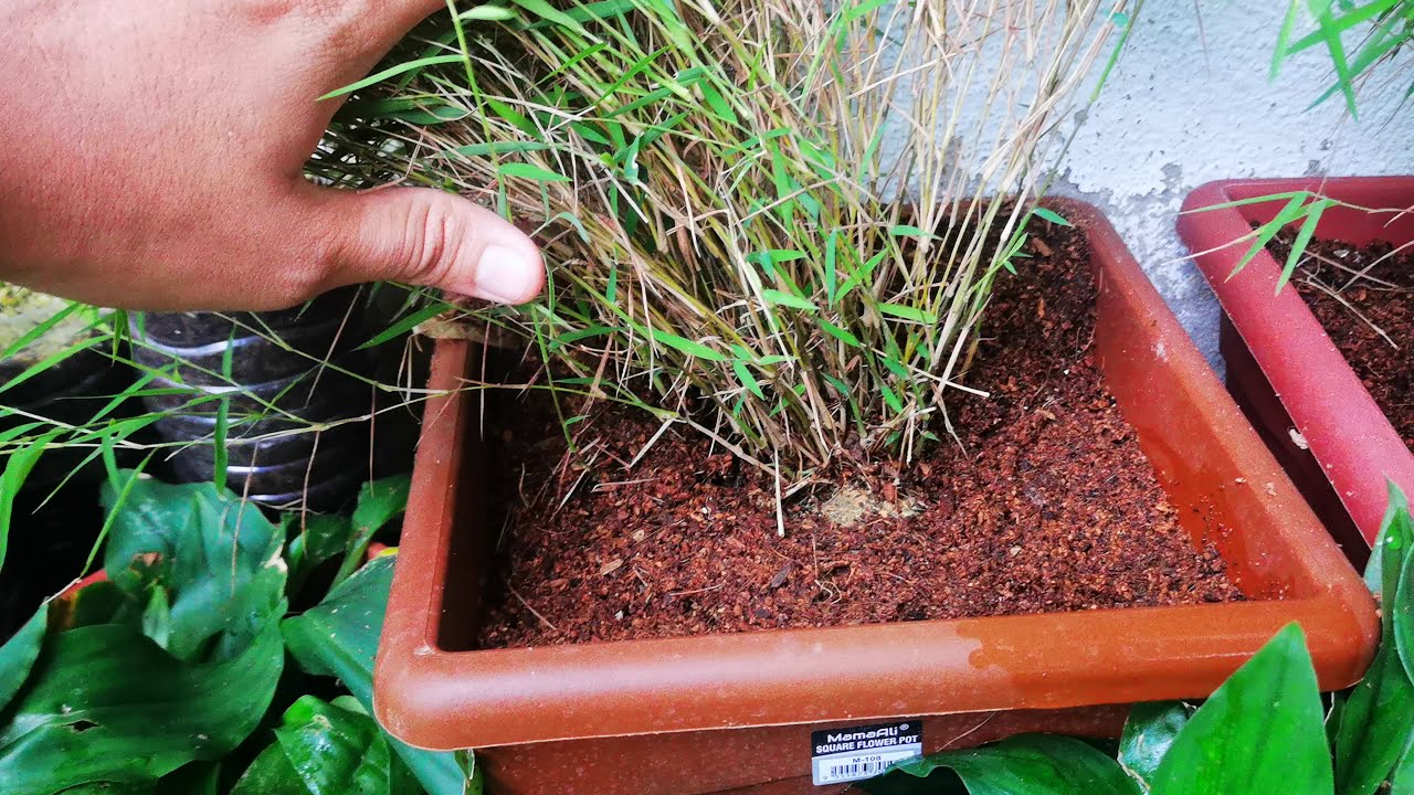 Koleksi Rare Buluh Perindu di Tepi Rumah Saya Bambusa magica Rare ...