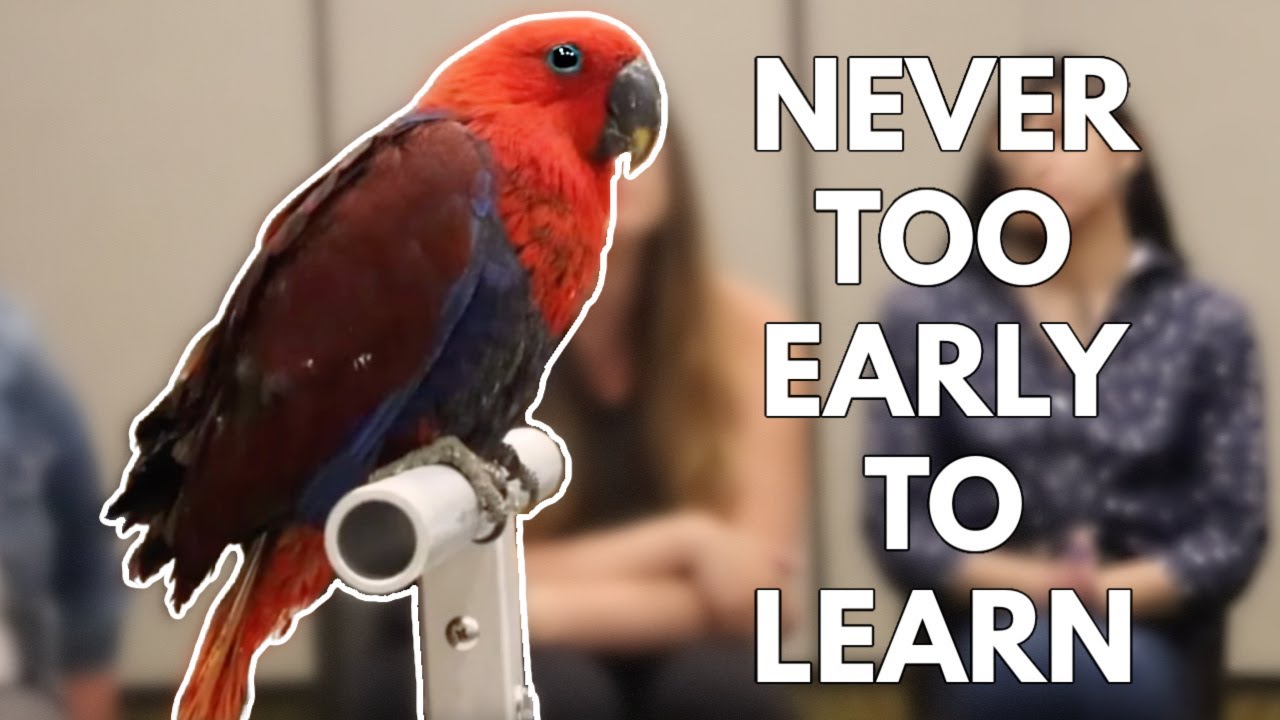Why We Make Parrot Training Look Easy | Foundational Failures - YouTube