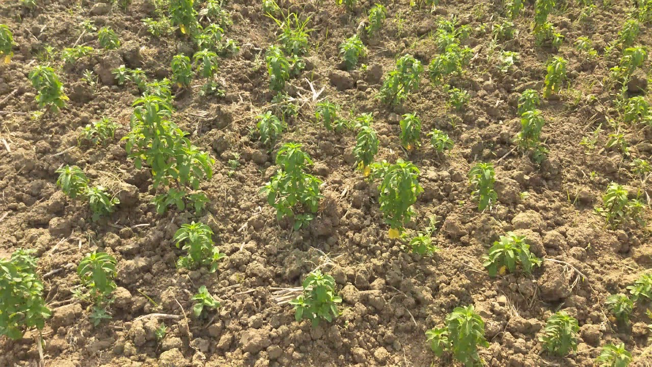 Peppermint Farming - YouTube