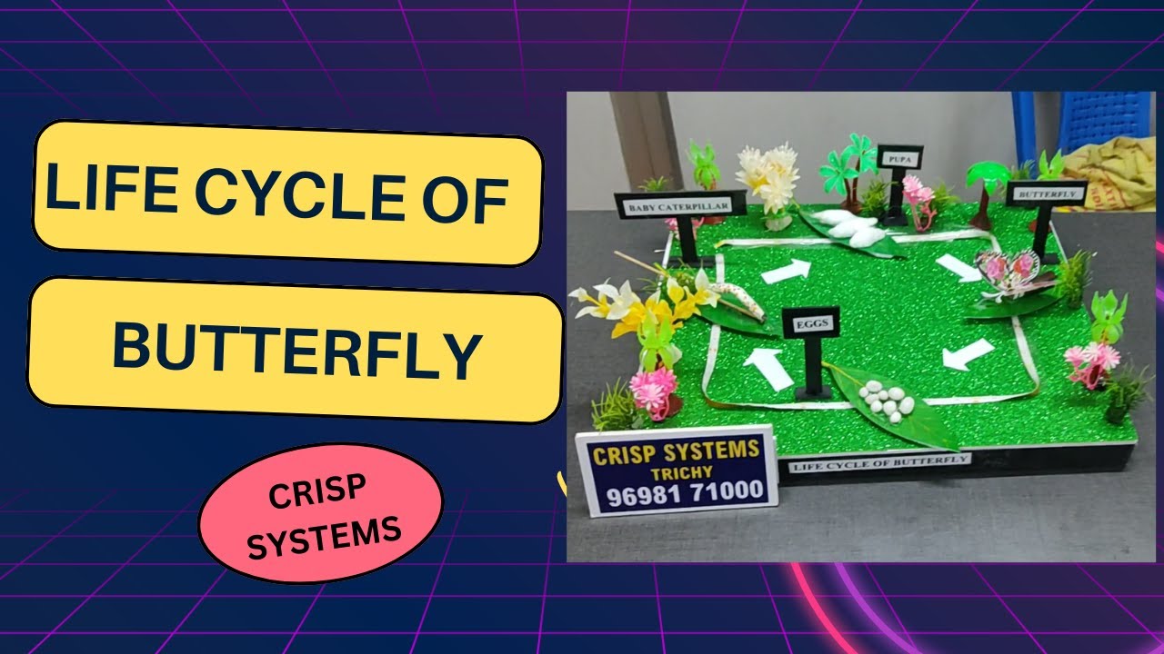 Life Cycle of Butterfly Project Working Model | School Project for ...