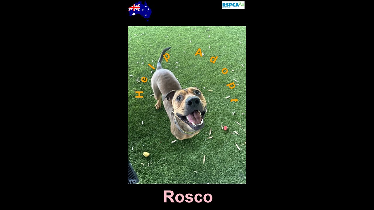 🐾Rosco has been adopted! Dog / Australia / Brisbane Animal Care Campus ...