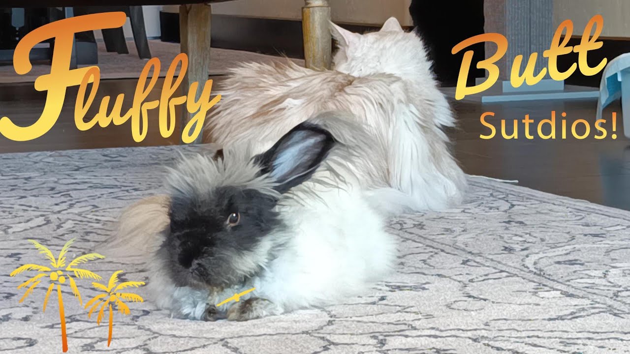 Yawner Bunny - YouTube