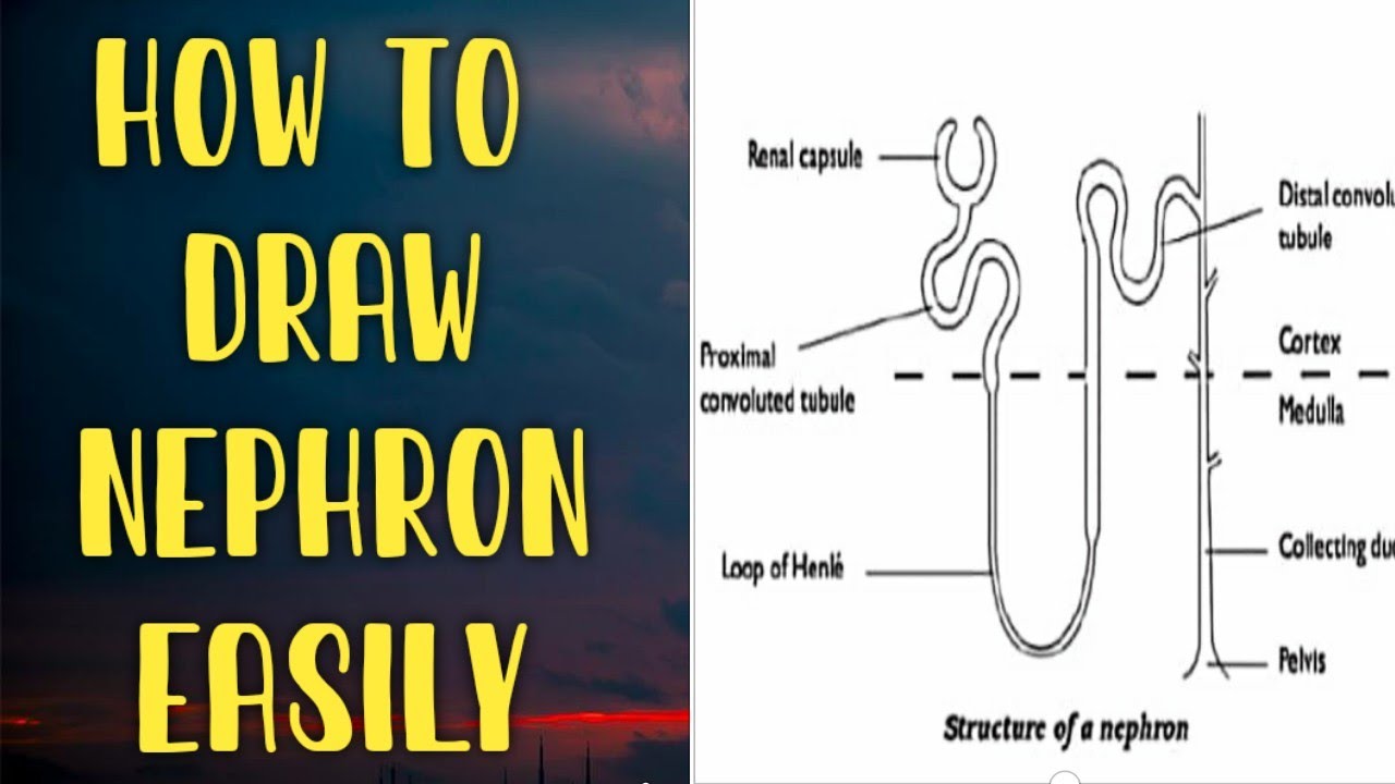 How To Draw Nephron Step By Step For Beginners YouTube How To Draw Nephron Step By Step For Beginners YouTube