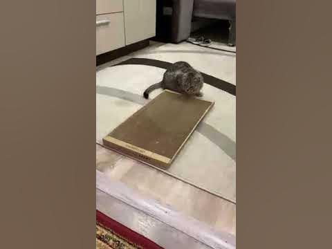 Такое чудо ️ - YouTube