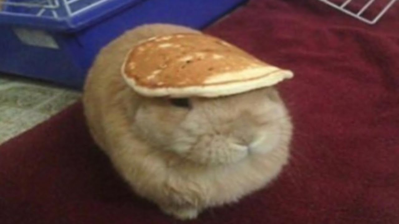 How to get the pancake tophat in find the tophats - YouTube