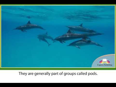 Action 11. Module 2. Dolphins - YouTube