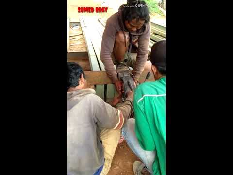 Viral Tukang baja terciduk waraga saat mesum di proyek