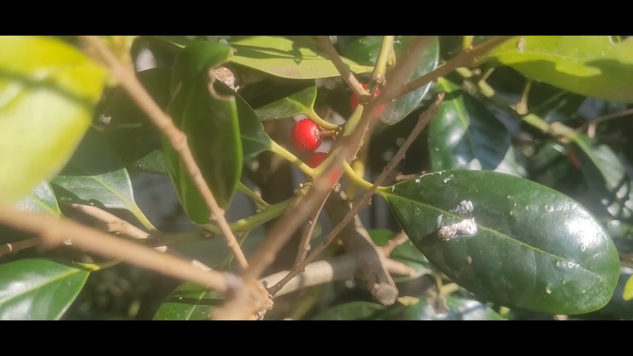 Timber//Music video - YouTube