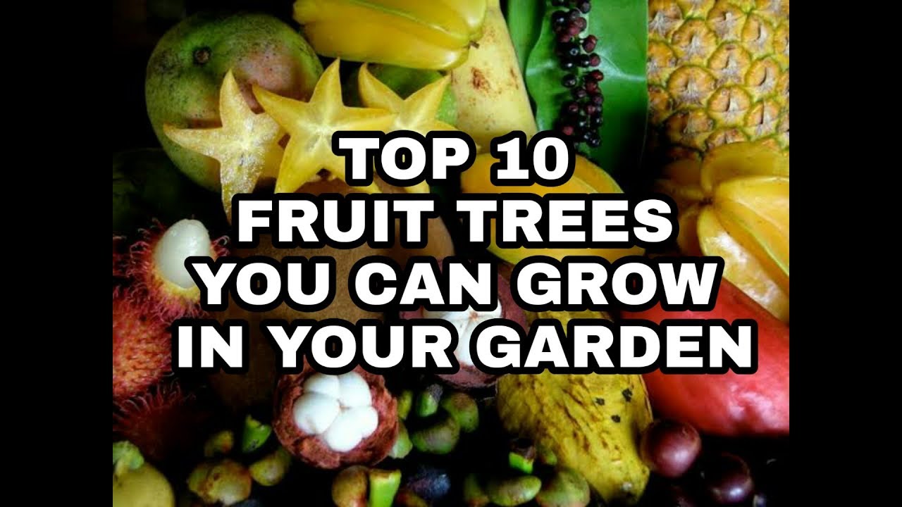 TOP 10 FRUIT TREES YOU CAN GROW IN YOUR GARDEN THE NEW CREATIONS top-10-fruit-trees-you-can-grow-in-your-garden-the-new-creations