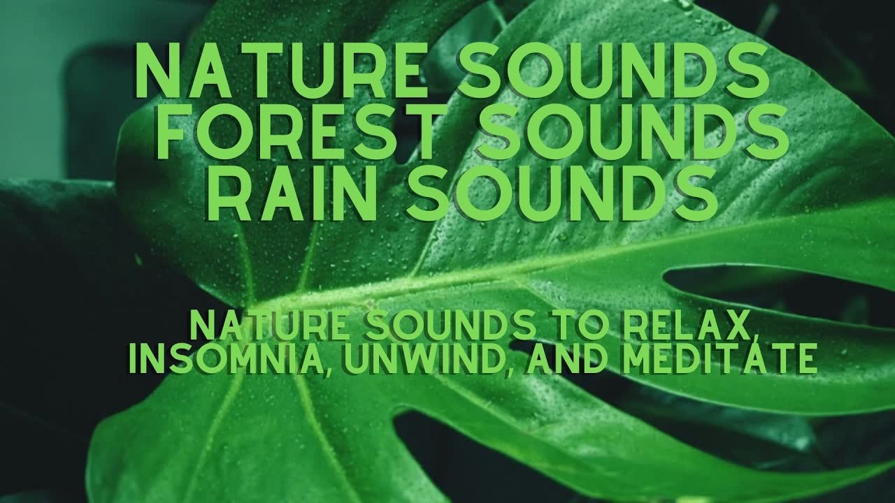 Nature Sounds - Forest Sounds -Rain Sounds I Nature Sounds to Relax ...