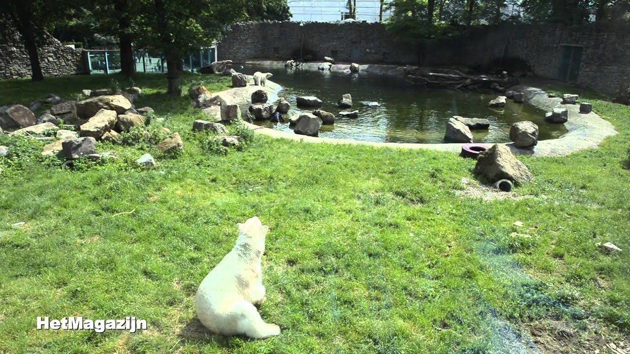 Het ijsberenverblijf in Ouwehands Dierenpark - YouTube