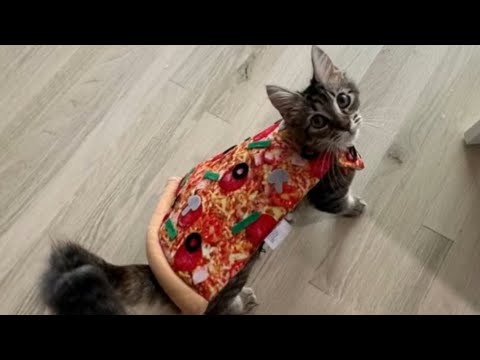 pizza crust the cat turns into… pizza :p - YouTube