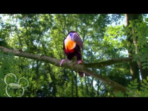 In the Night Garden - Toucan Song (2007) but it has the 2008-2009 Toon Disney HD DOG