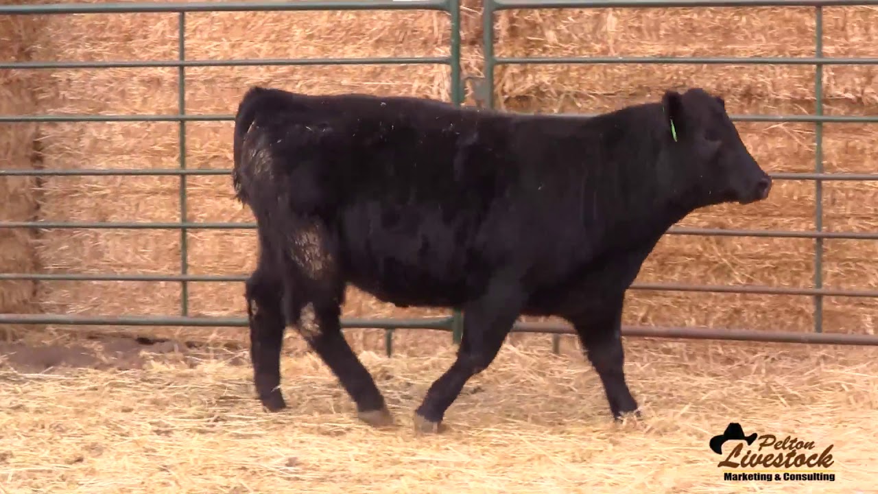 Powder River Ranch Lot 18 - YouTube
