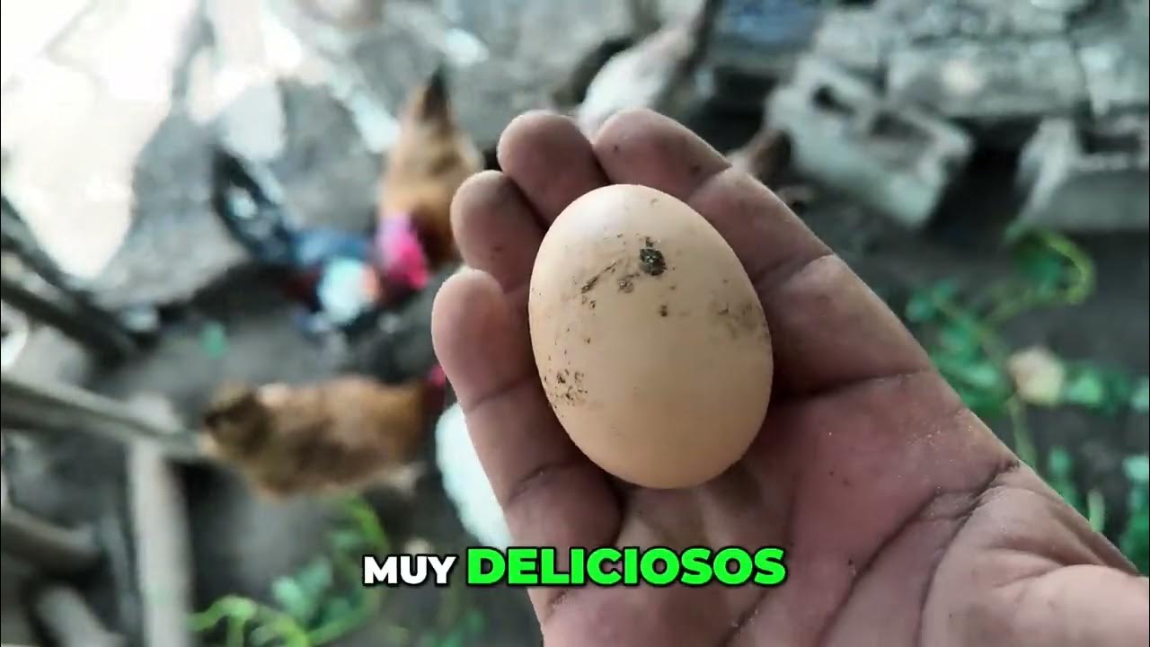 ¡Descubre Cómo Criar Gallinas en Casa y Disfrutar Huevos Deliciosos! - YouTube