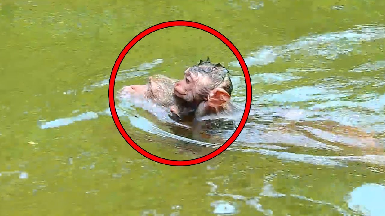 OMG! Baby Monkey Drown In Water Cuz Moms Swimming to Help Baby - YouTube