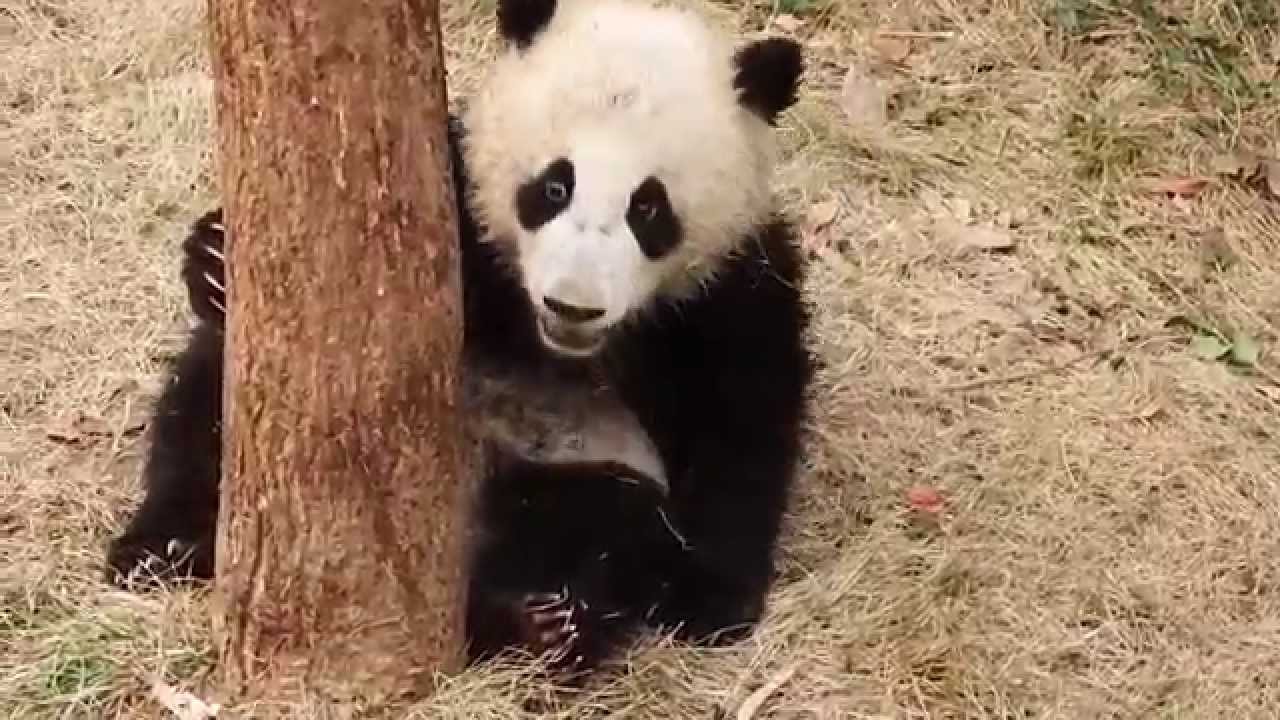 Four Panda Cubs playing Around - YouTube