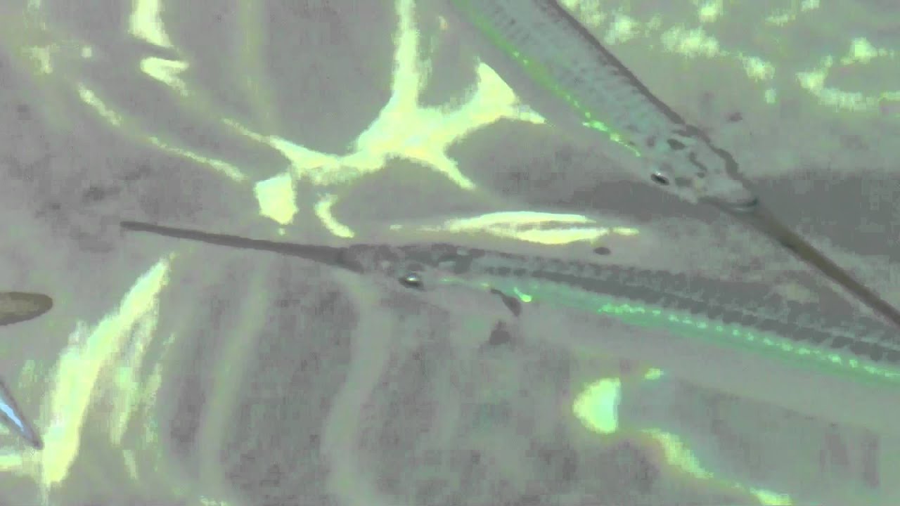 Tropical Needle Nose Fish - YouTube