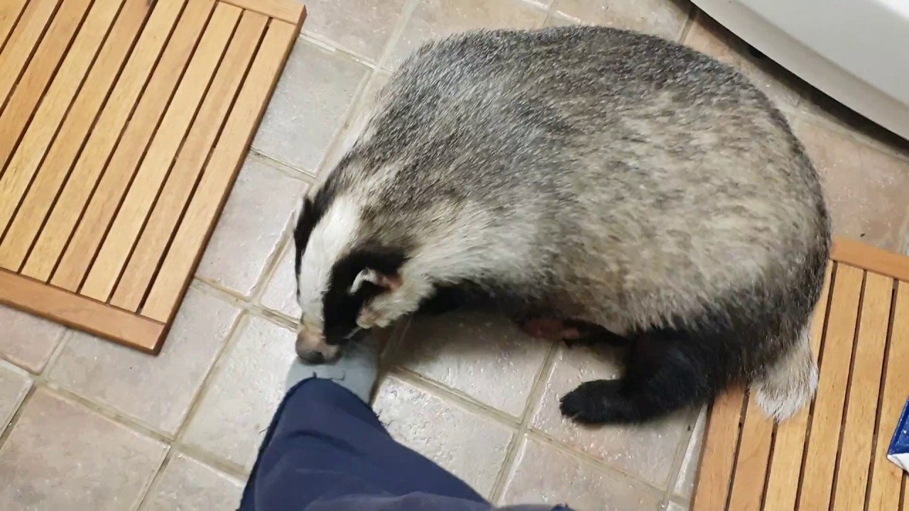 Badger bites and abuse my foot😃 - YouTube