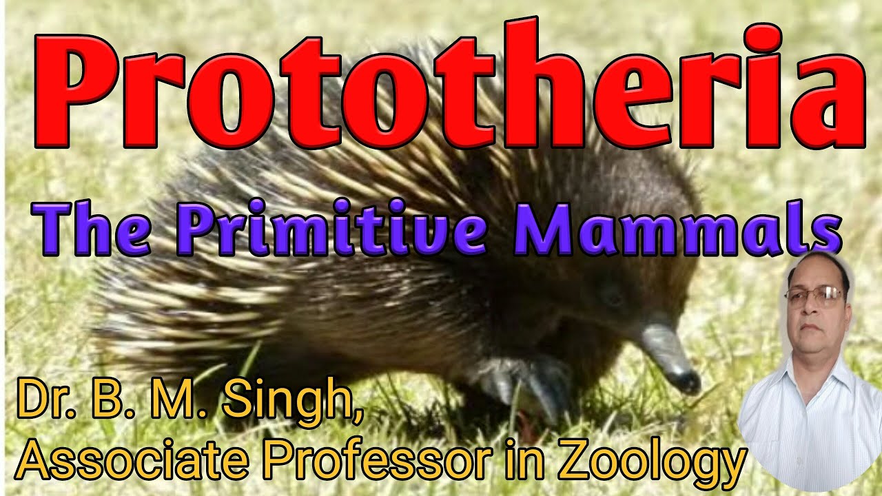Prototheria: The Primitive Mammals - YouTube
