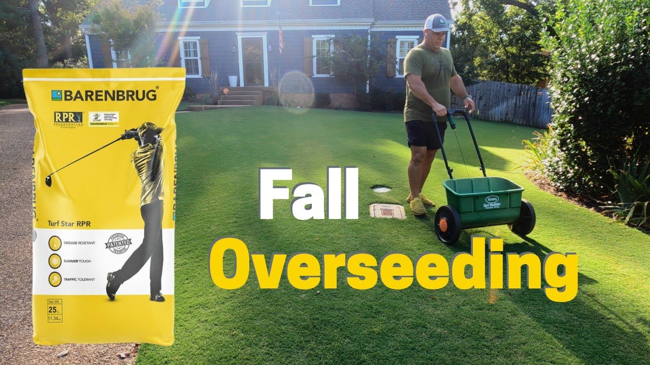 Winter Over Seed Perennial Ryegrass On Bermuda - YouTube