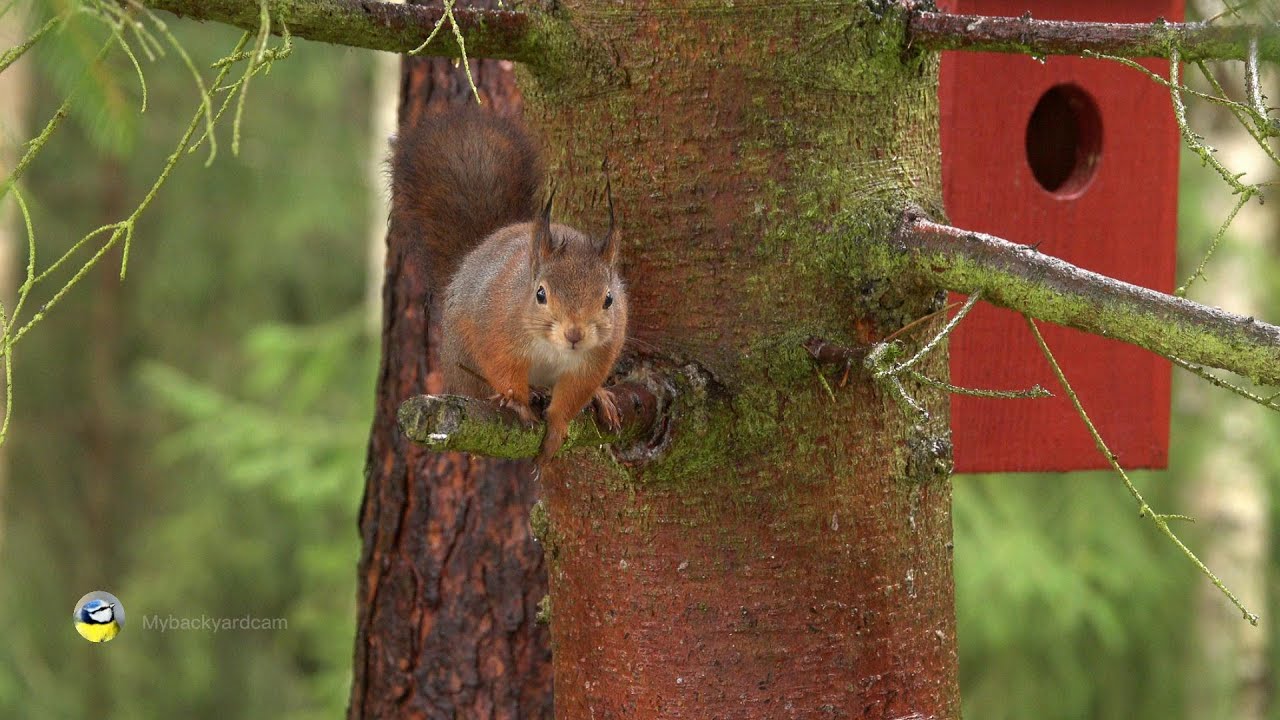 This squirrel has its overhead antenna | Dec -29 -2022 - YouTube