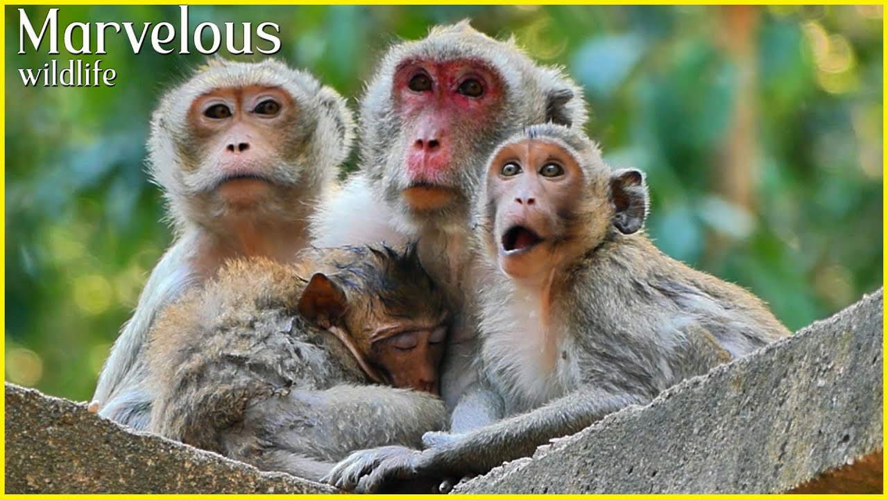 Marvelous family Jane monkey, Look so comfortable | Nice clip - YouTube