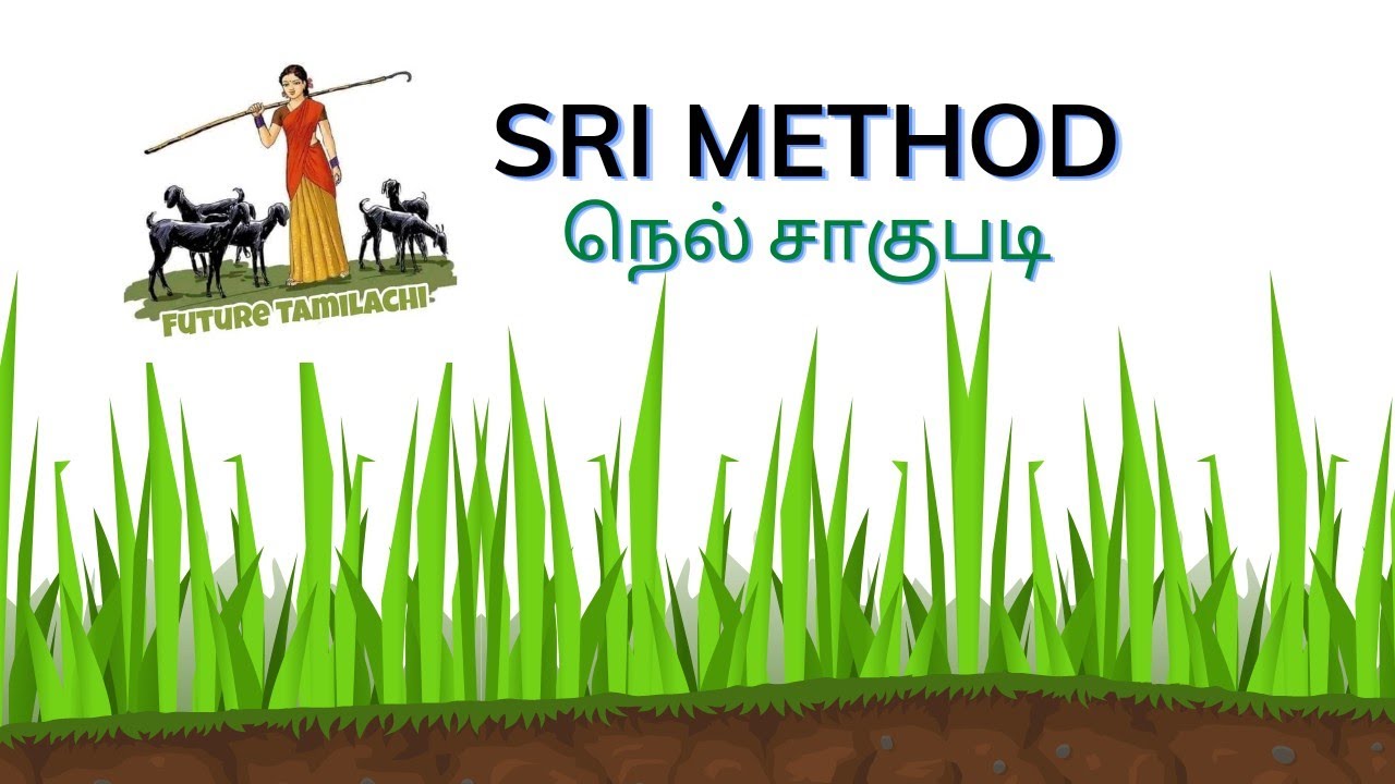 SRI method in rice cultivation video - YouTube