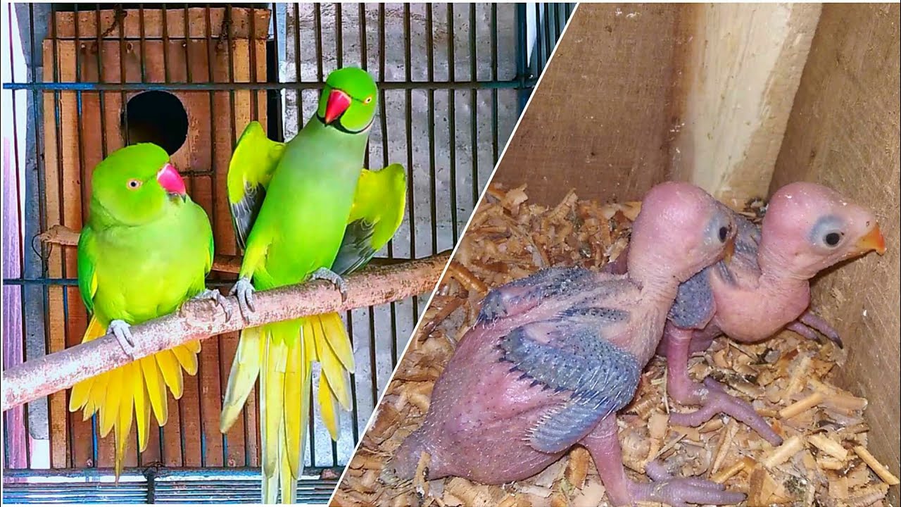 Indian Ringneck Parrot Breeding Progress | Ringneck Breeding Tips - YouTube