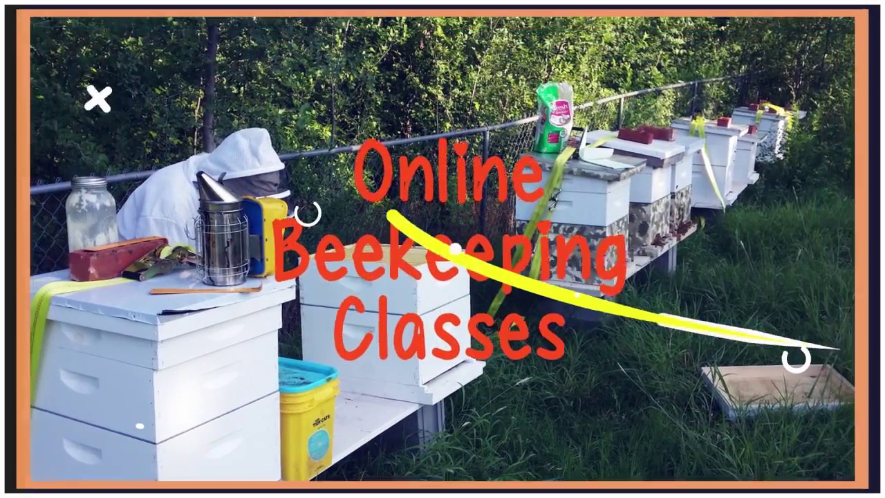 Online Beginner Beekeeping Class - YouTube