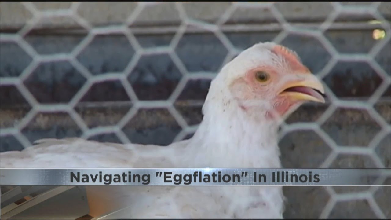 Navigating "Eggflation" In Illinois - YouTube