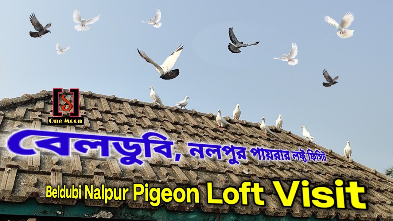 বেলডুবি নলপুর পায়রার লফ্ট ফিসিট / Beldubi Nalpur Pigeon Loft Visit ...