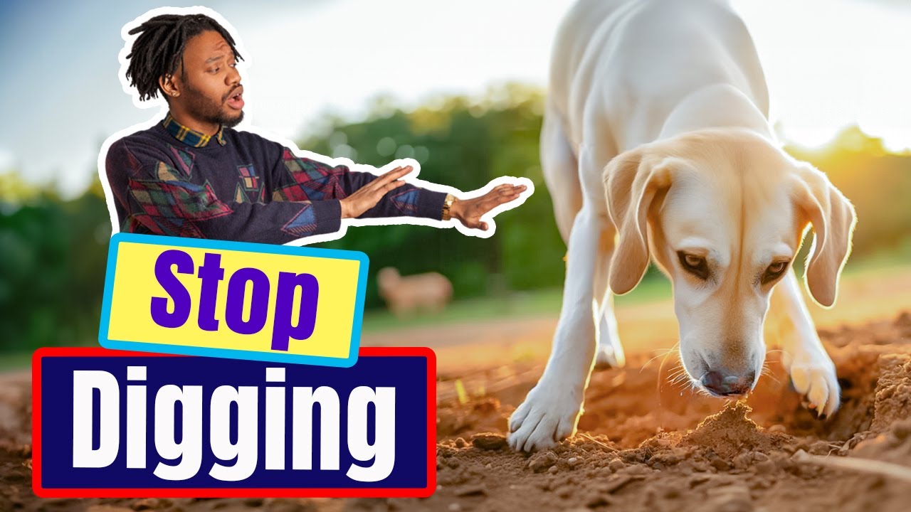 Stop Your Dog From Digging With These Simple Tips! - YouTube