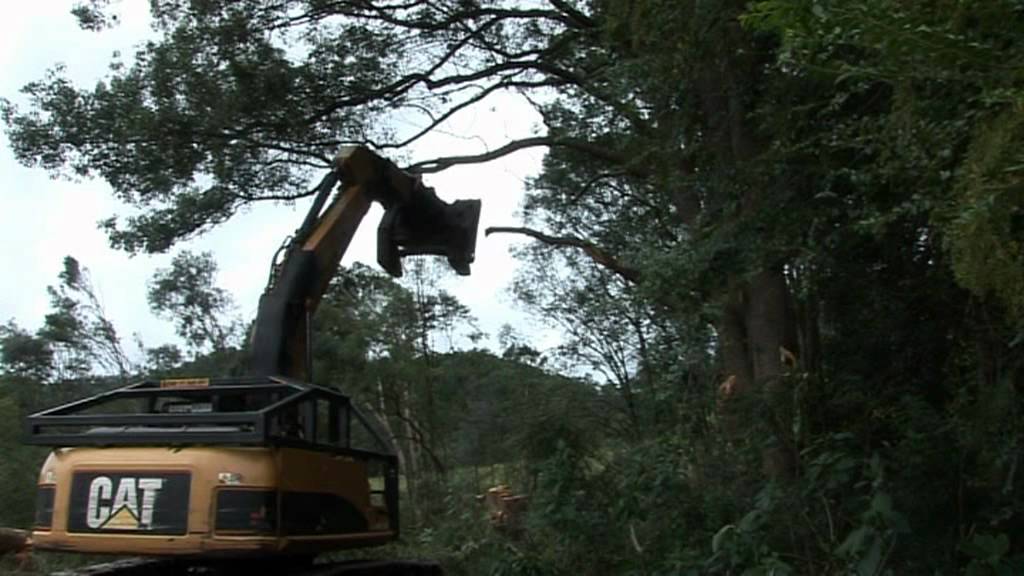 Camphor Laurel Removal and Tree Removal - YouTube
