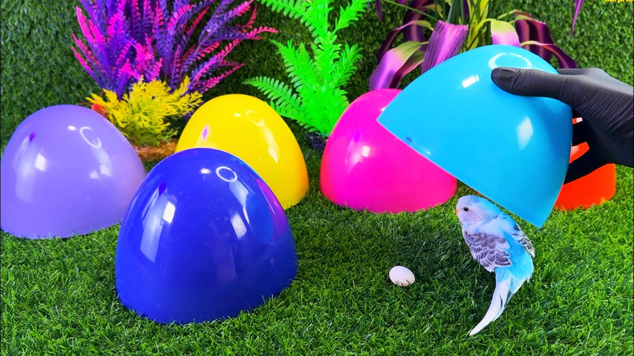 Colorful eggs, aquarium, crayfish, koi, angelfish, betta fish, goldfish ...