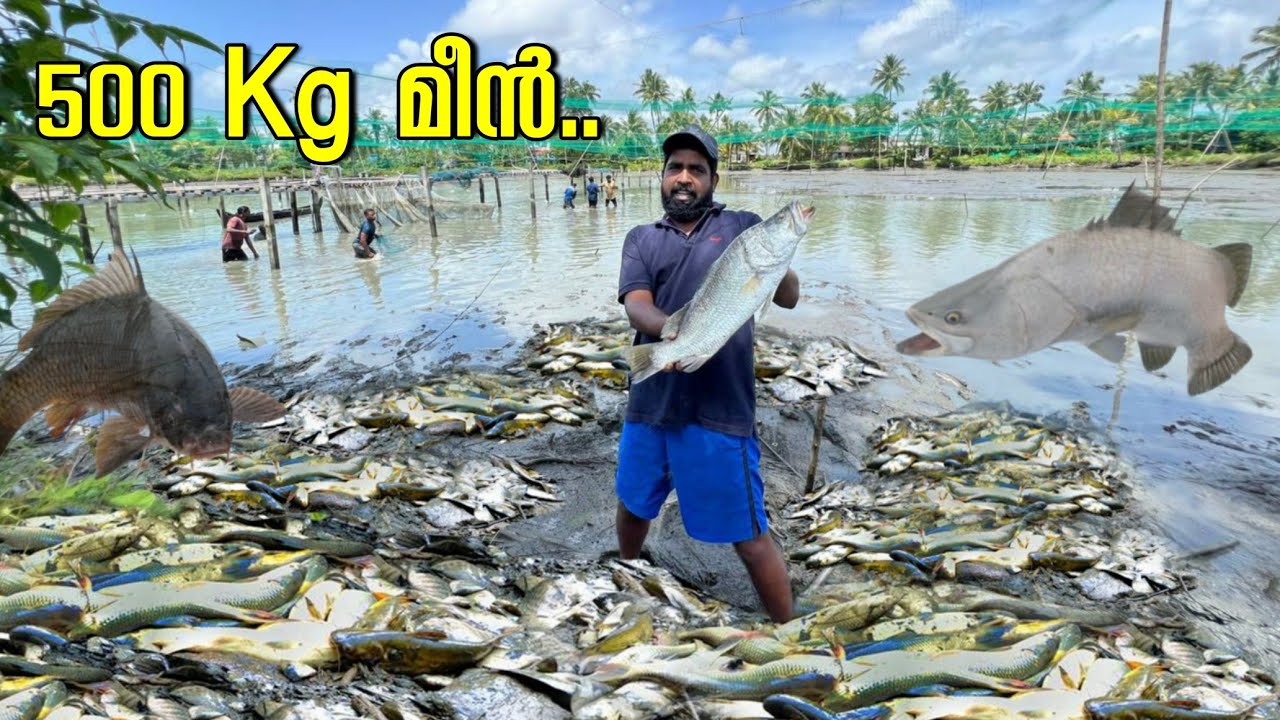 2 ഏക്കർ കണ്ടം വറ്റിച്ചു 500kg മീൻ പിടിച്ചു.. - YouTube