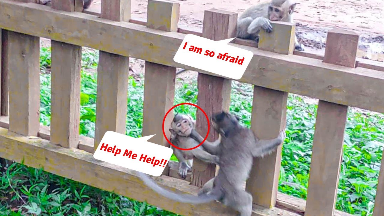 Incredible Weekend Monkey Much Fun [ Daily Monkey ] - YouTube