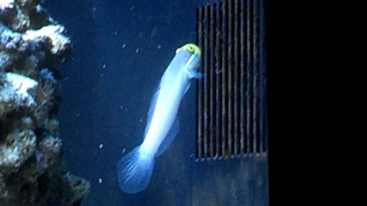 "Big Chief" the Golden Headed Sleeper Goby - YouTube