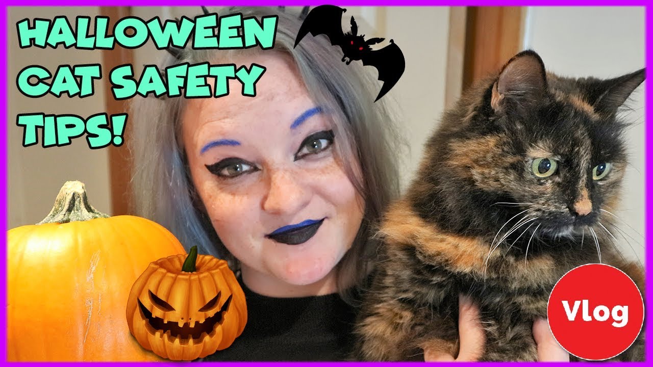 Keep your cat safe at Halloween! Safety Tips for cat owners on ...