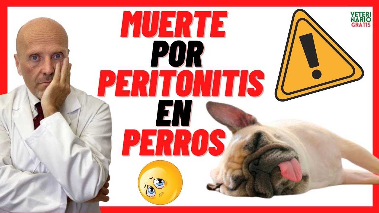 💔 MUERTE POR PERITONITIS EN PERROS 💔 CAUSAS, SÍNTOMAS Y TRATAMIENTO ...