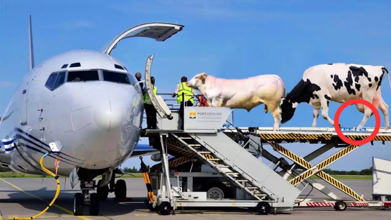 AMAZING CATTLE AND SHEEP TRANSPORTATION BY PLANE - YouTube